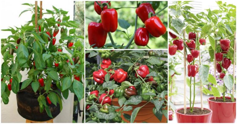 How to Grow & Care For Bell Peppers in Containers – Site For Everything