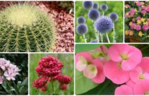 10 Most Beautiful Non-Blooming Green Indoor Plants With Attractive ...