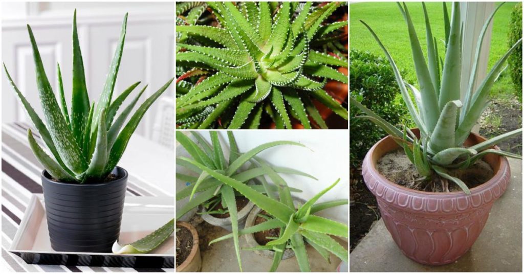 How To Grow Aloe Vera Indoors? – Site For Everything